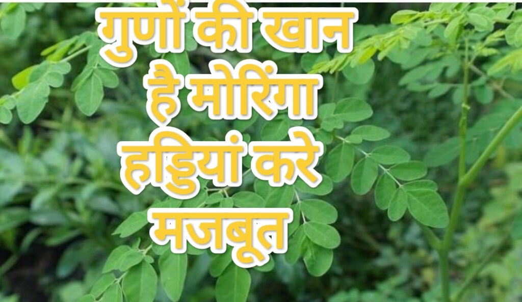 Moringa Miracle Tree : मोरिंगा पर मौसम का प्रभाव जांचेंगे